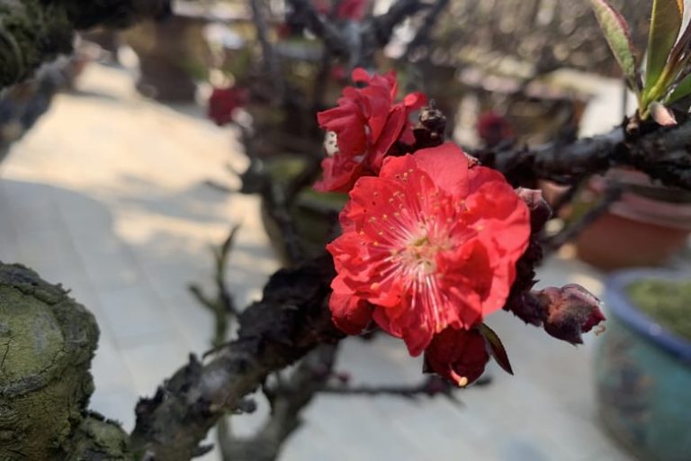 Hoa đào ngày Tết cổ truyền có ý nghĩa gì? Cách chăm sóc đúng