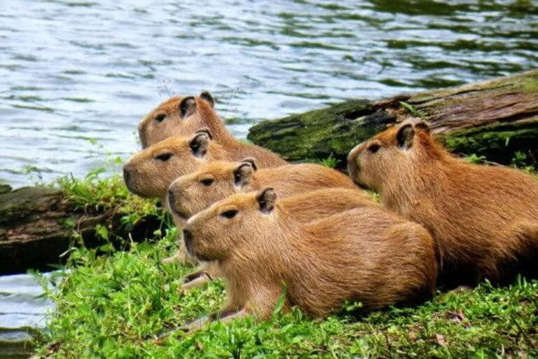 Capybara là con gì? Top 10+ điều thú vị về Bộ trưởng